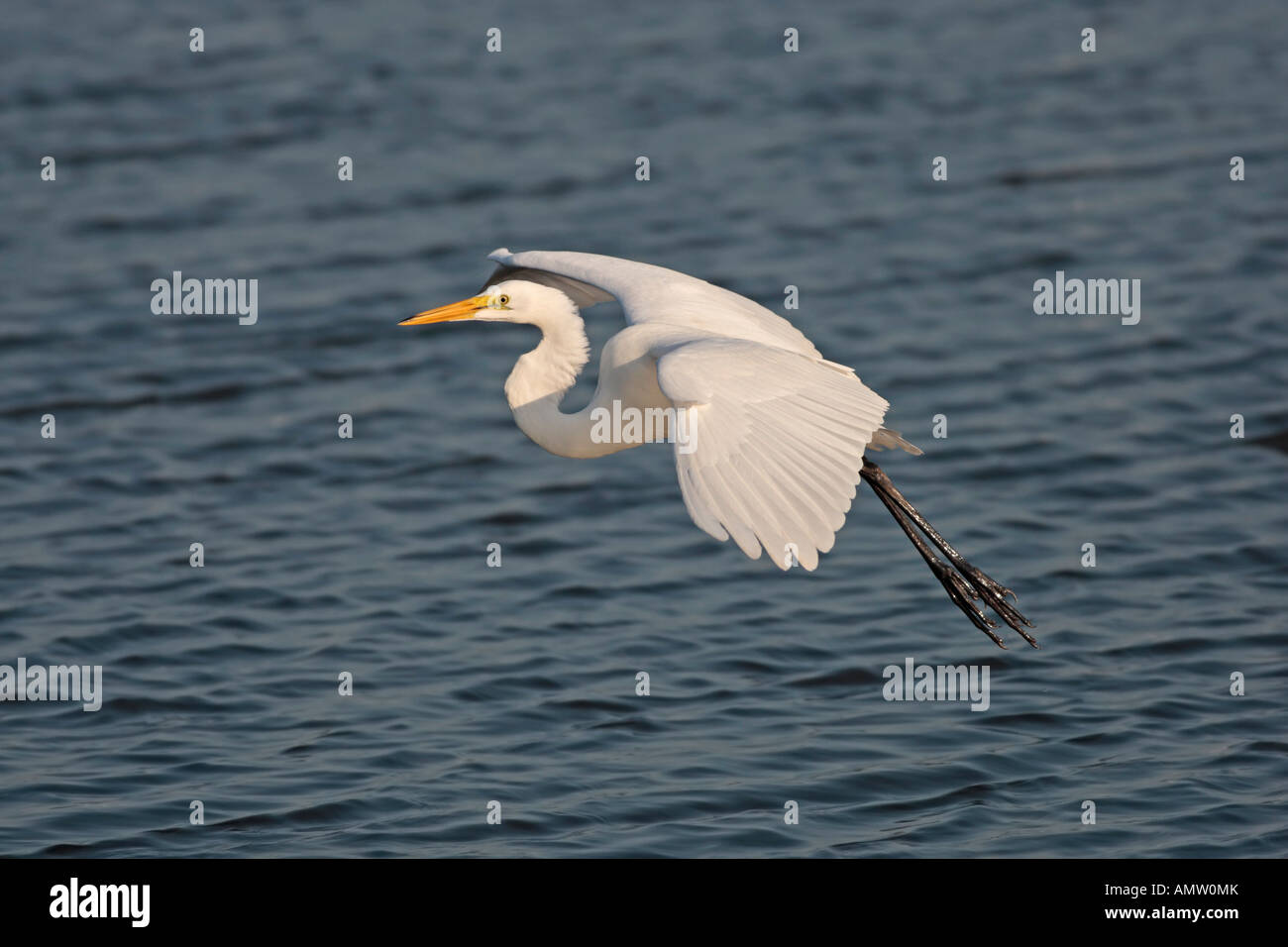 Great Egret landing Stock Photo - Alamy