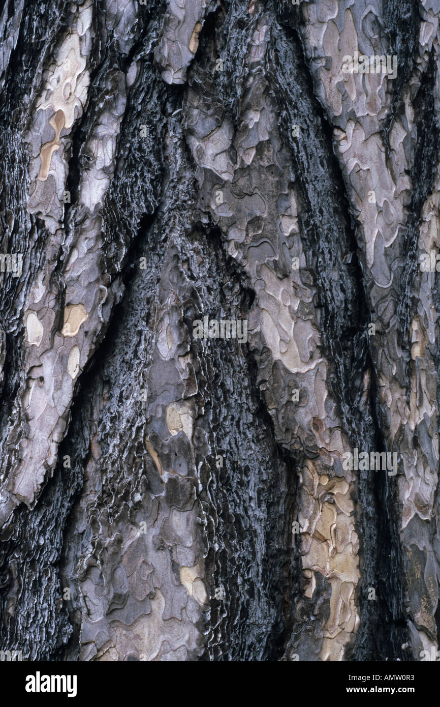 Black pine (Pinus nigra Stock Photo - Alamy