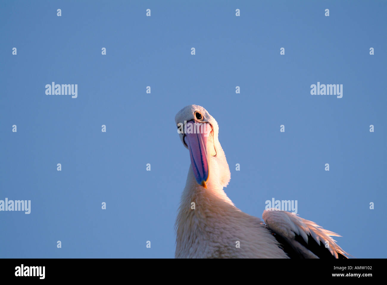 Unusual pelican hi-res stock photography and images - Alamy