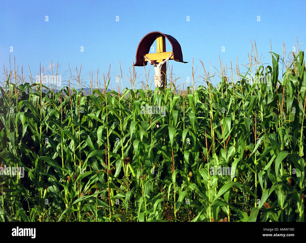 Christian symbol corn hi-res stock photography and images - Alamy