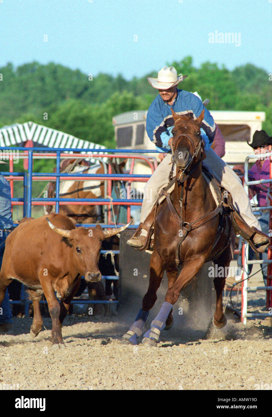 Sporting horse hi-res stock photography and images - Alamy