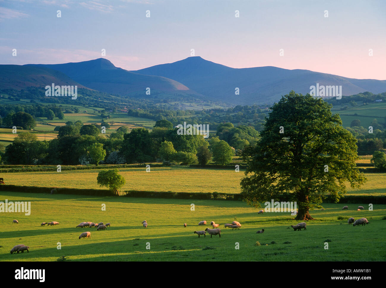 Sheep Pen y Fan Mountain Brecon Beacons Mid Wales Stock Photo - Alamy