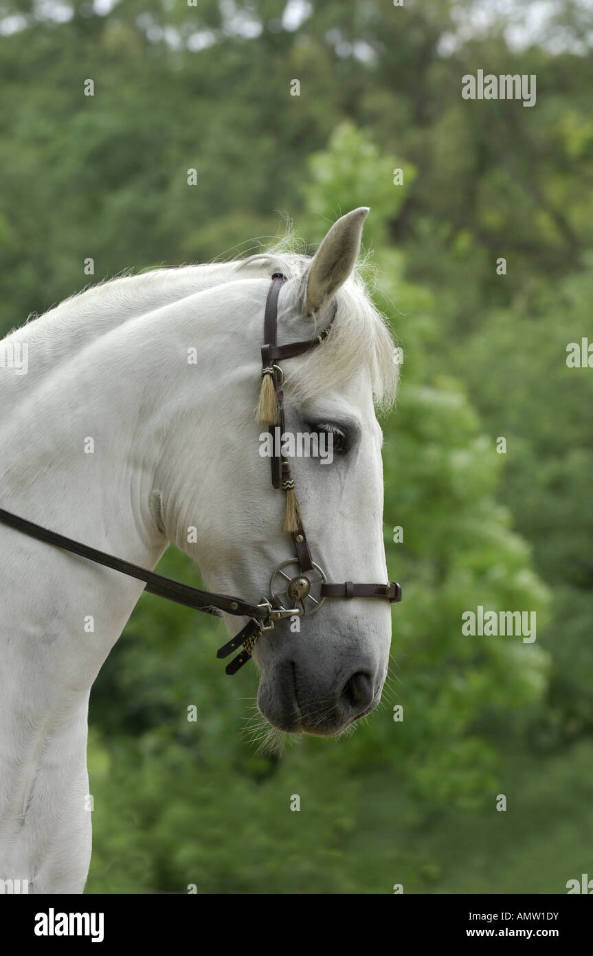 horse - bitless bridle Stock Photo - Alamy