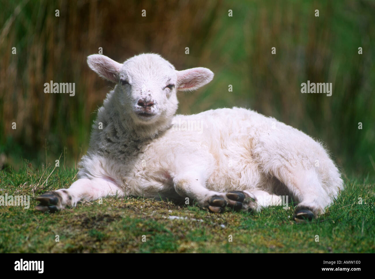Lamb sitting in Field Agriculture Wales Stock Photo - Alamy