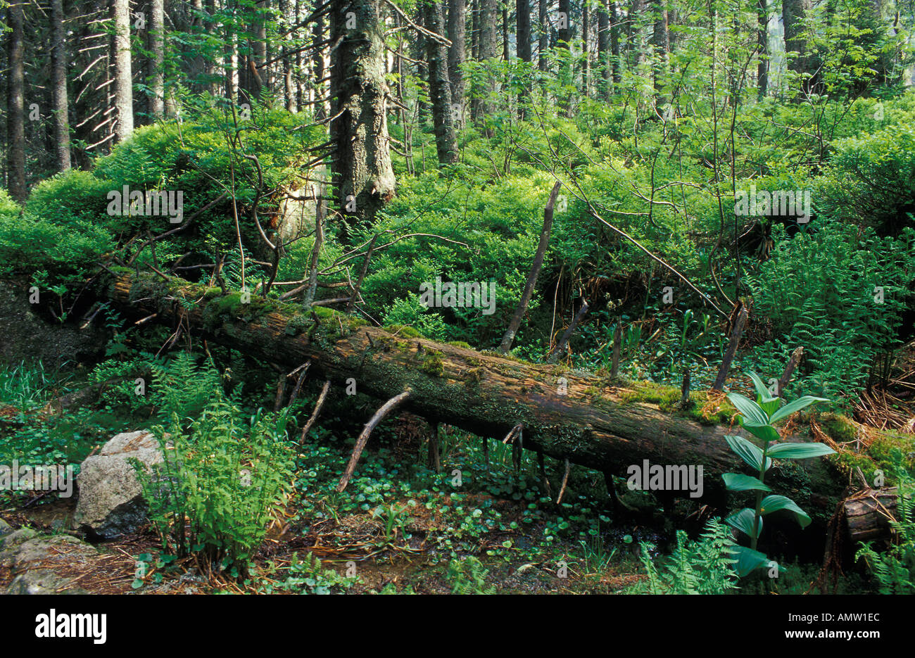Slovakia forest hi-res stock photography and images - Alamy