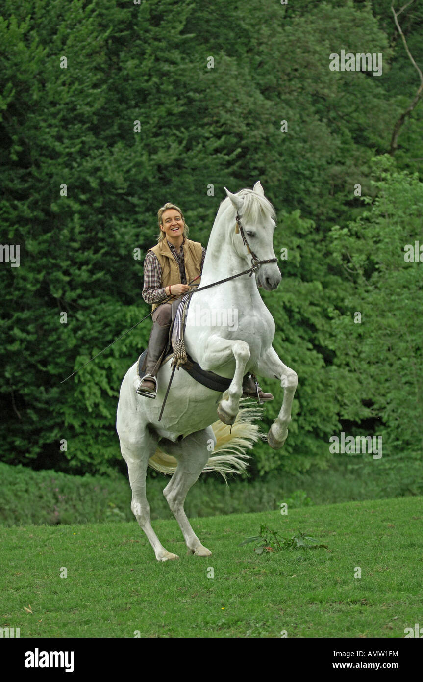 White Horse Rearing With Rider