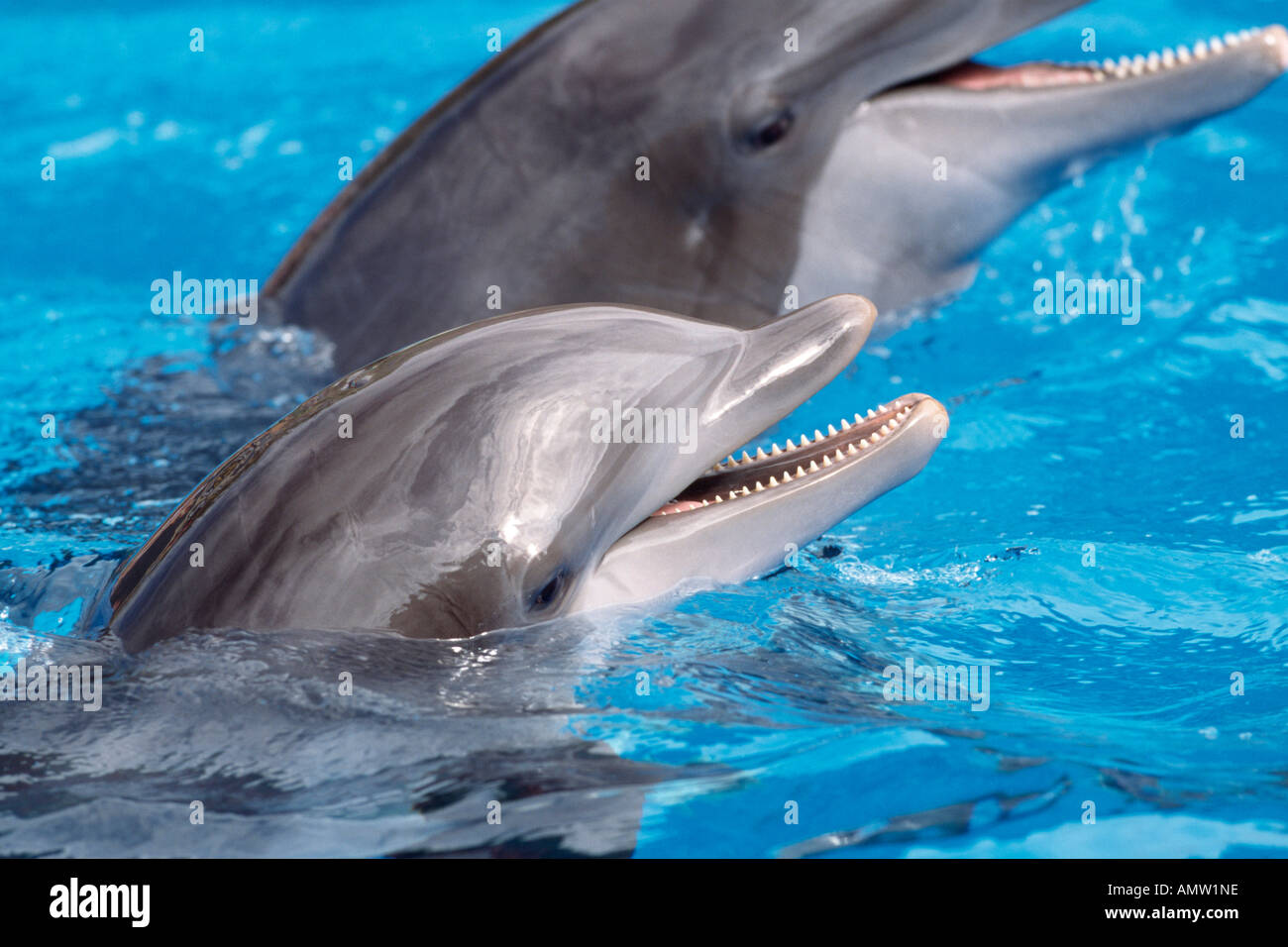 Common bottlenose dolphins (Tursiops truncatus Stock Photo - Alamy