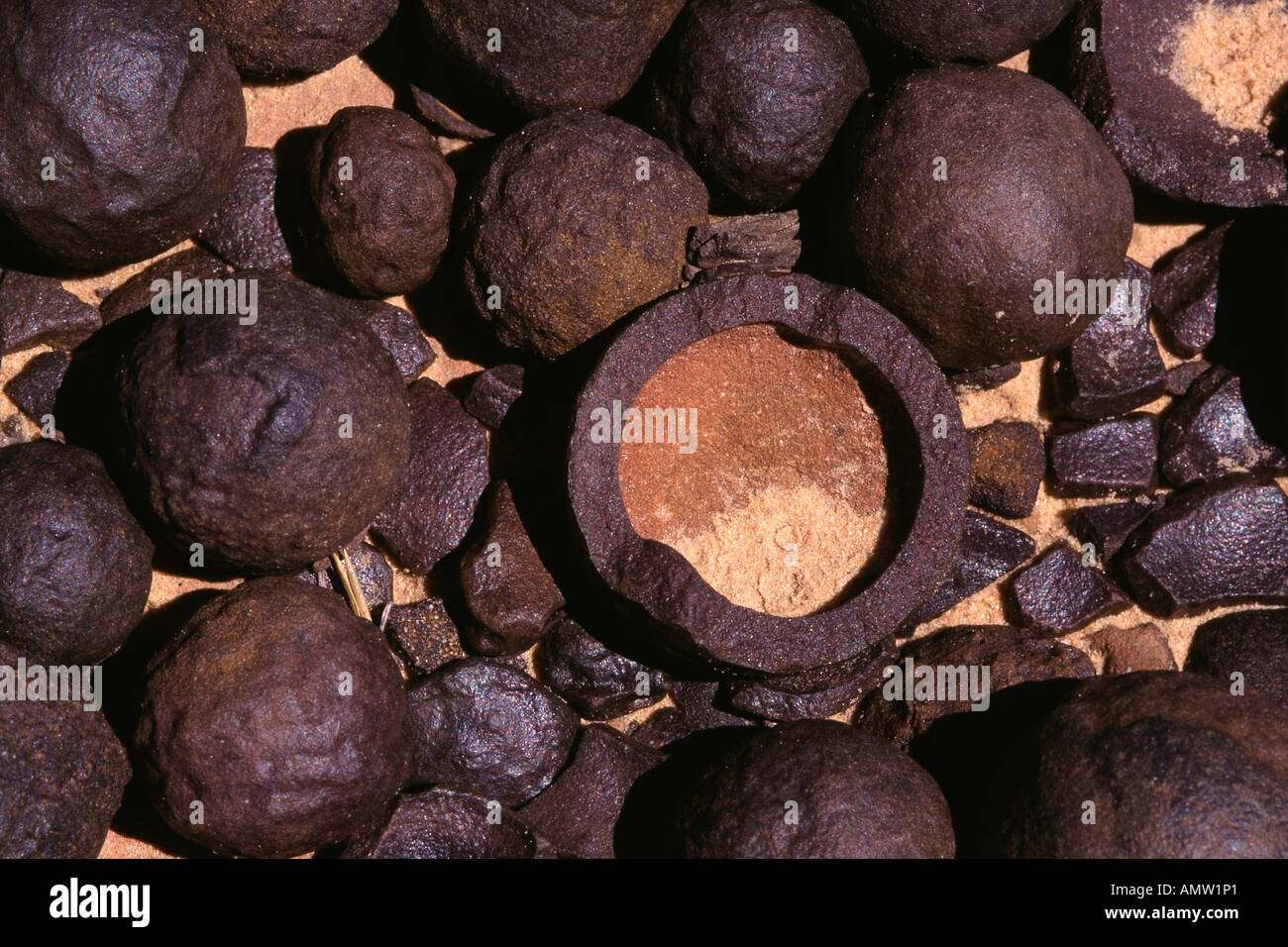 Moqui hi-res stock photography and images - Alamy