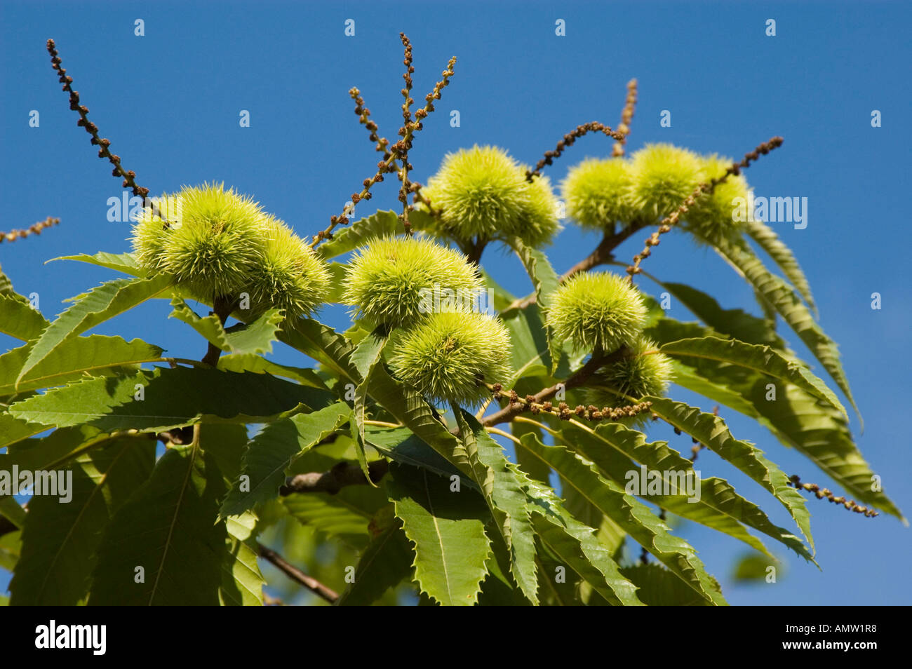 Chestnut garden eatable hi-res stock photography and images - Alamy