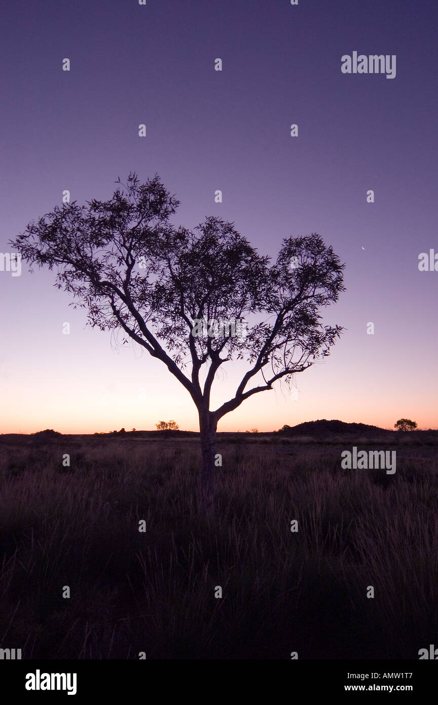 Mulga tree australia hi-res stock photography and images - Alamy