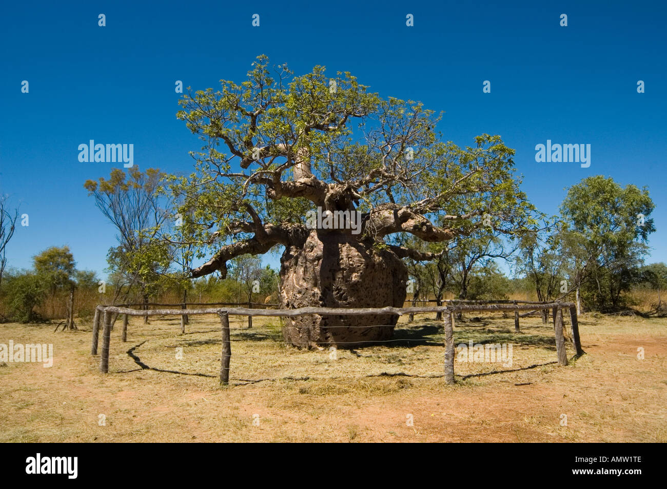 "Prison Baobab" Australian Baobab, Adansonia gregorii, Derby ...