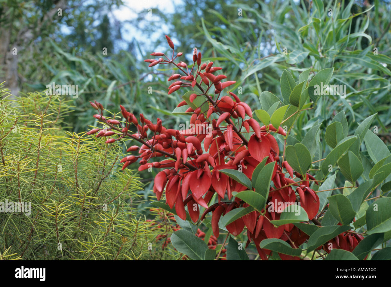 Cockspur coral tree (Erythrina crista-galli Stock Photo - Alamy