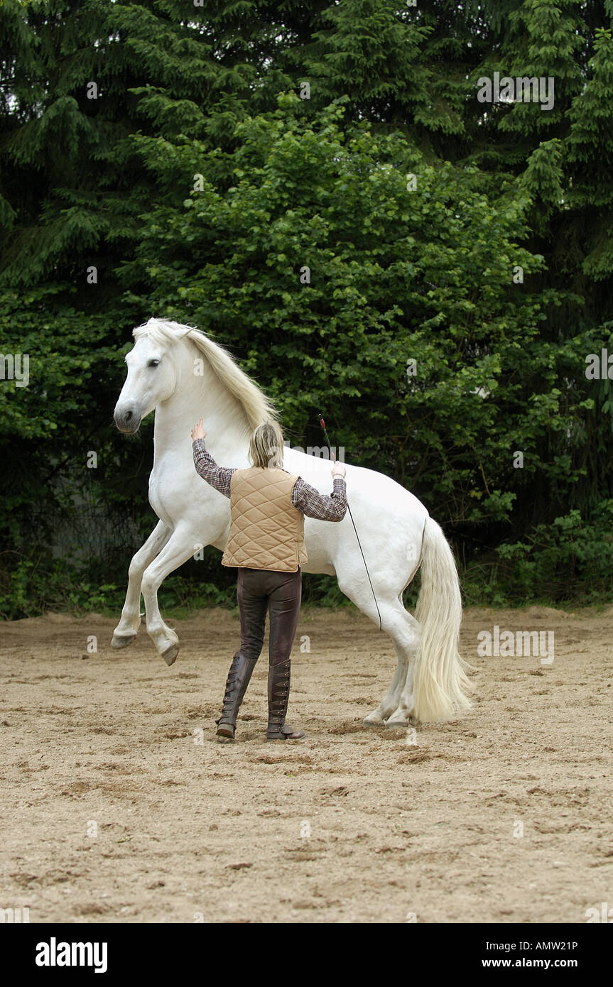 White horse rearing rider hi-res stock photography and images - Alamy