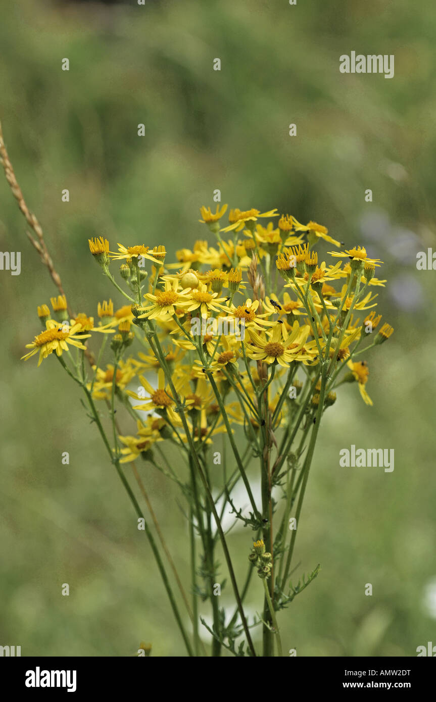 Ragworts hi-res stock photography and images - Alamy