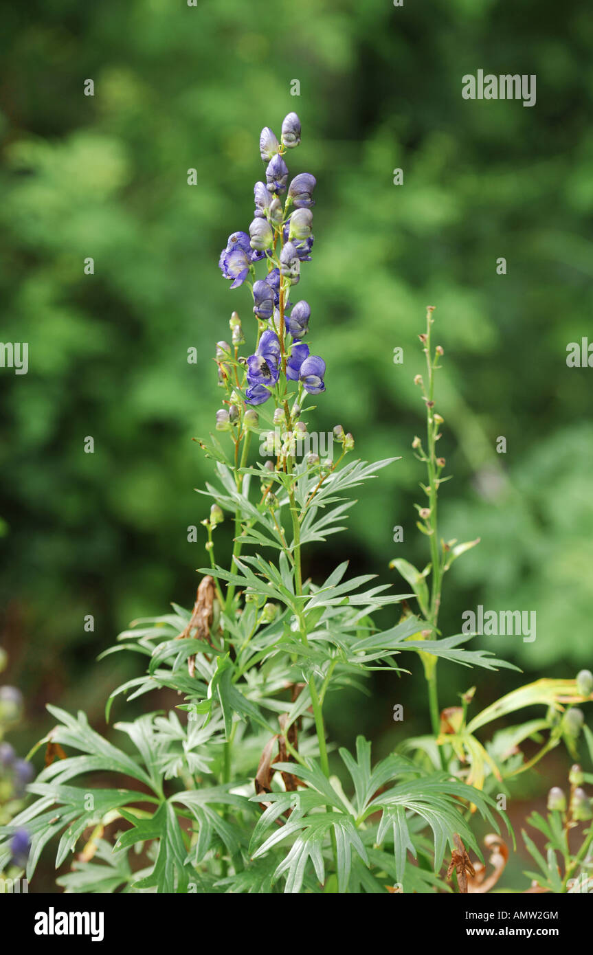 Aconites monkshood hi-res stock photography and images - Alamy