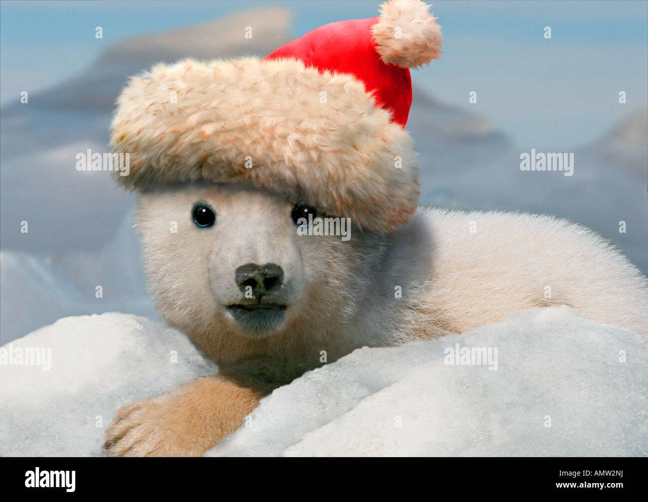 Polar bear santa hi-res stock photography and images - Alamy