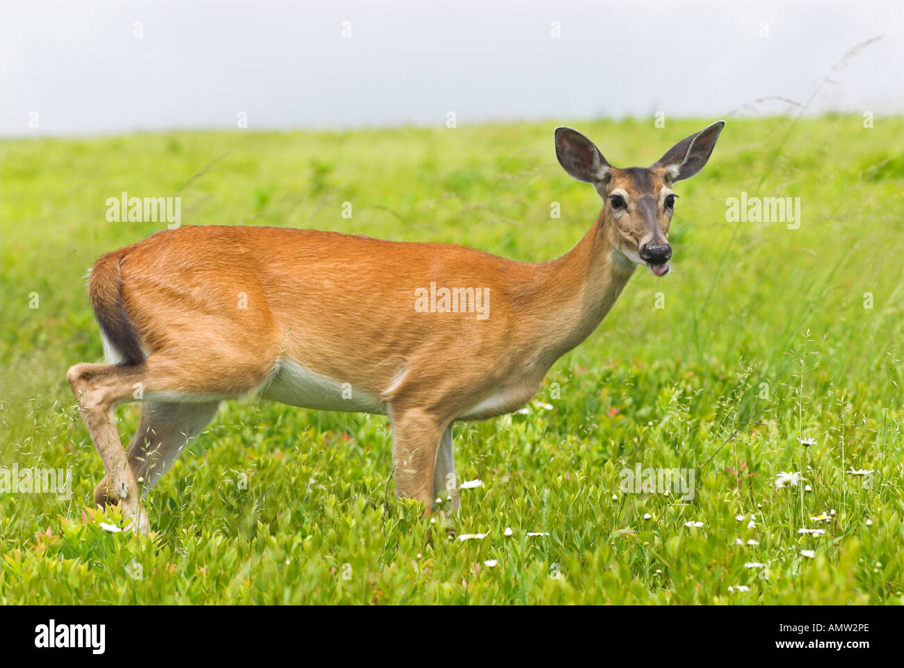 Virginia White-Tailed Deer in Shenandoah National Park, Virginia, USA ...