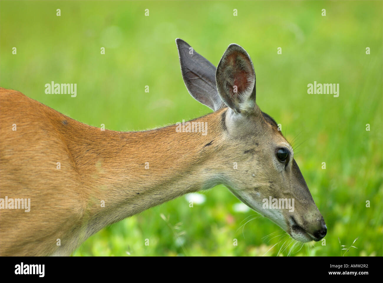 Virginia White-Tailed Deer in Shenandoah National Park, Virginia, USA ...