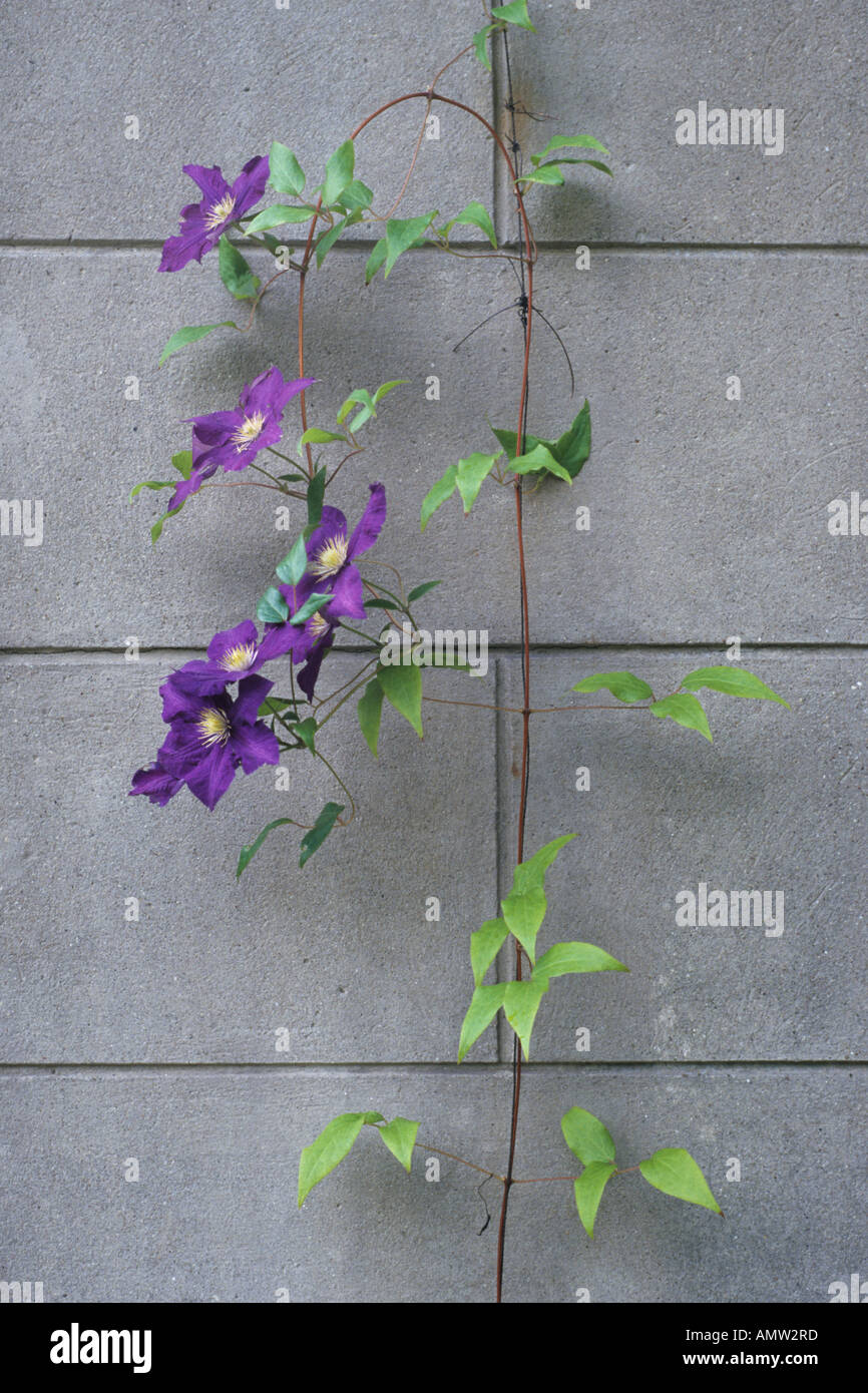 Climbing clematis wall hi-res stock photography and images - Alamy