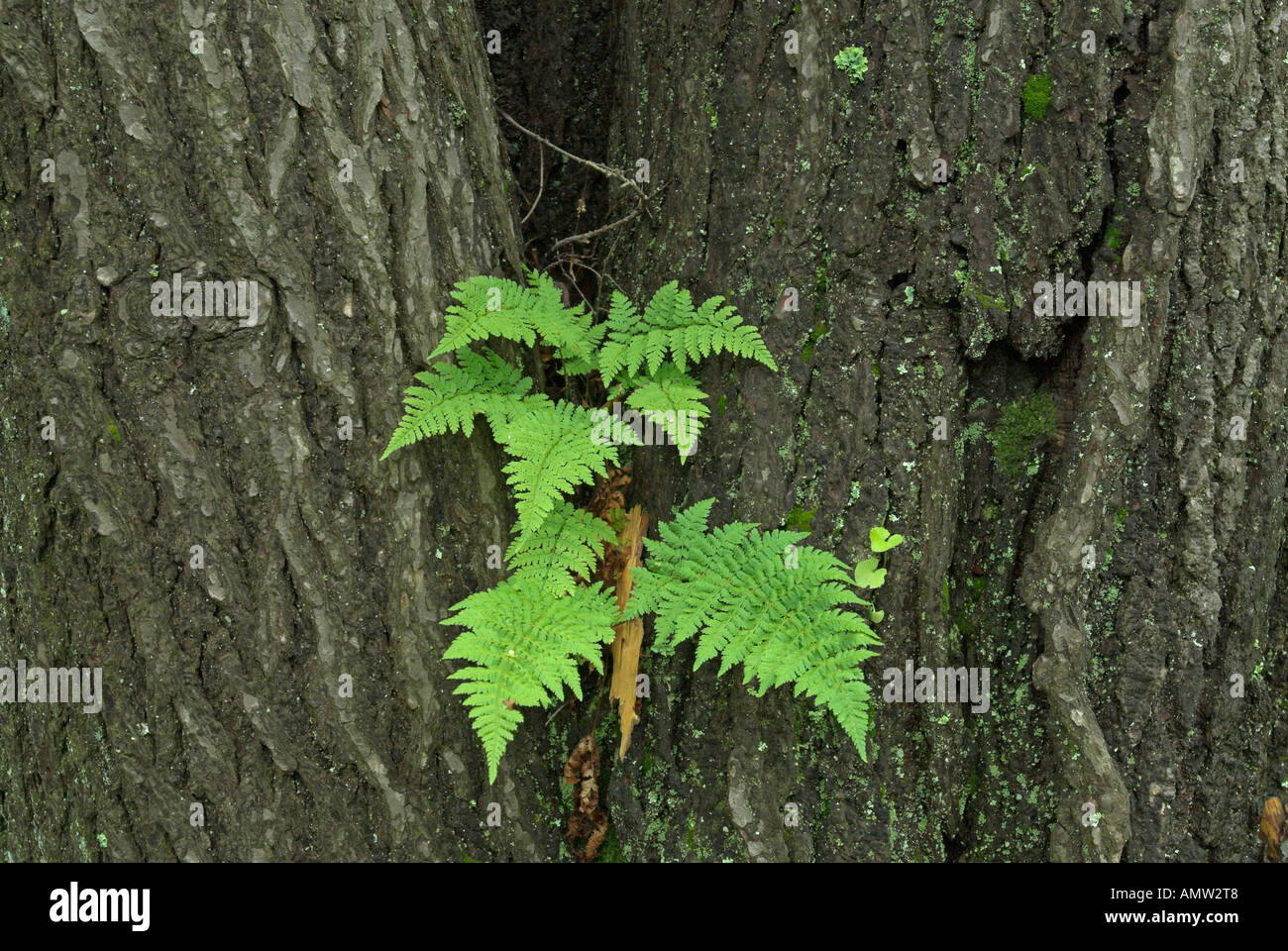 Ferns growing on tree trunks hi-res stock photography and images - Alamy