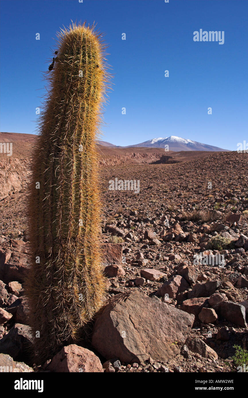 Cacti in the Atacama desert, Chile Stock Photo - Alamy