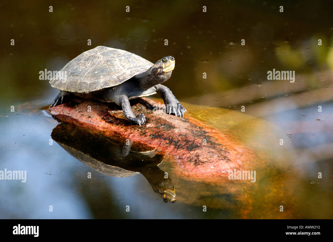 Yellow-spotted Amazon River Turtle Podocnemis unifilis Brazil Stock ...