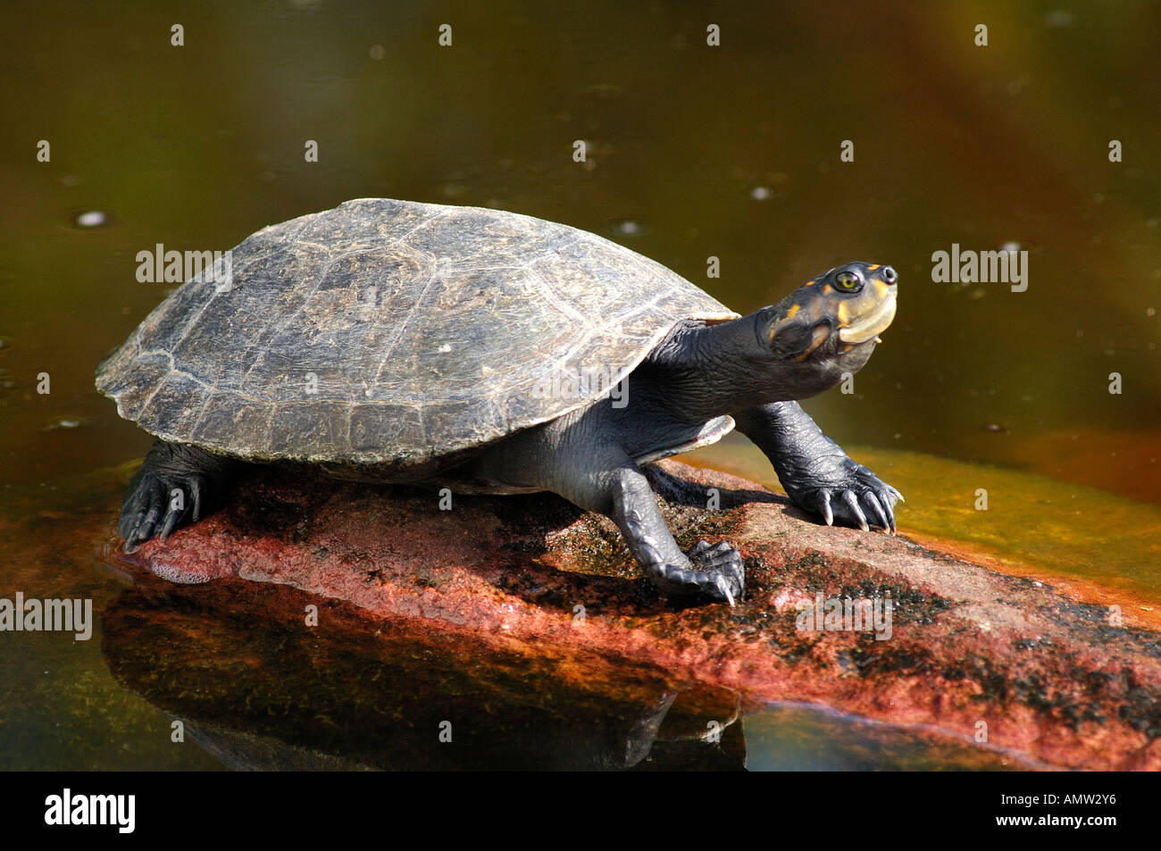 Yellow-spotted Amazon River Turtle Podocnemis unifilis Brazil Stock ...