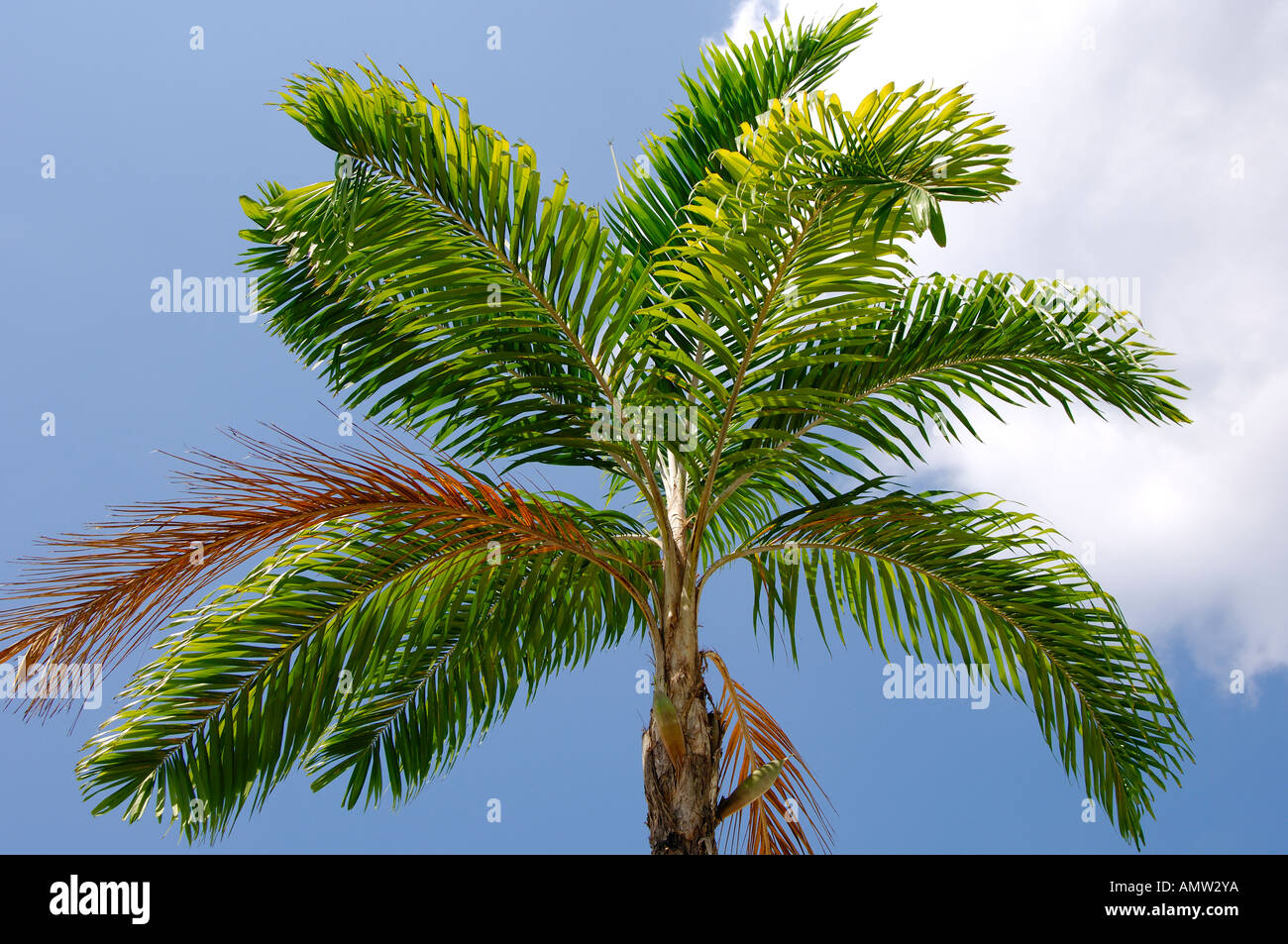 Palm tree Brazil Stock Photo - Alamy
