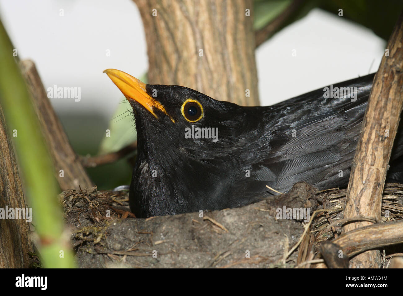 Brooding male hi-res stock photography and images - Alamy