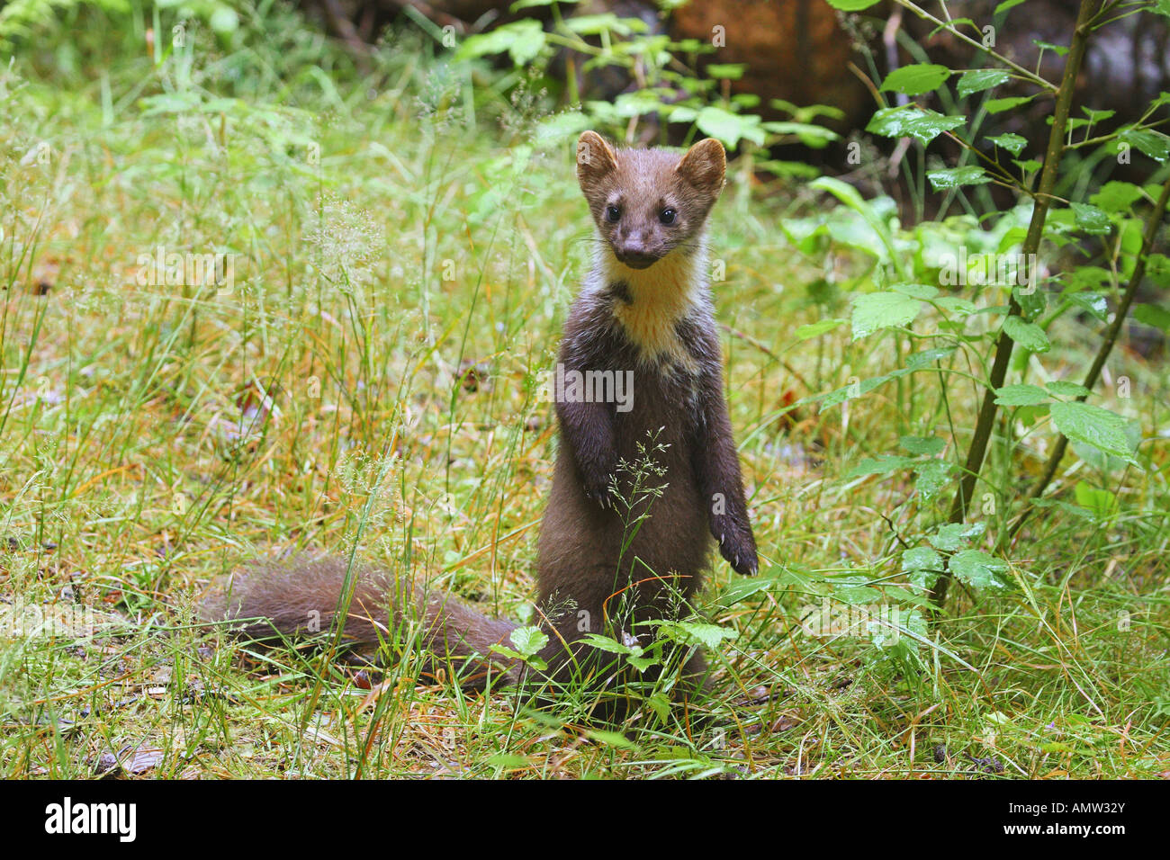 Marten standing hi-res stock photography and images - Alamy
