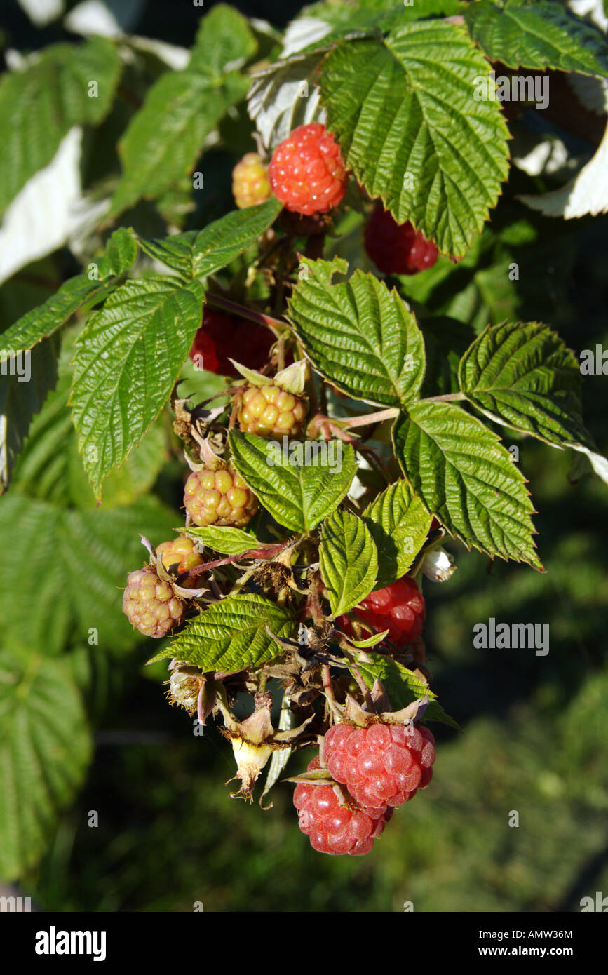 Raspberry bush hi-res stock photography and images - Alamy