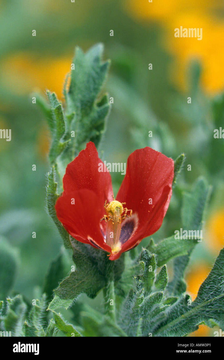 Glaucium corniculatum hi-res stock photography and images - Alamy