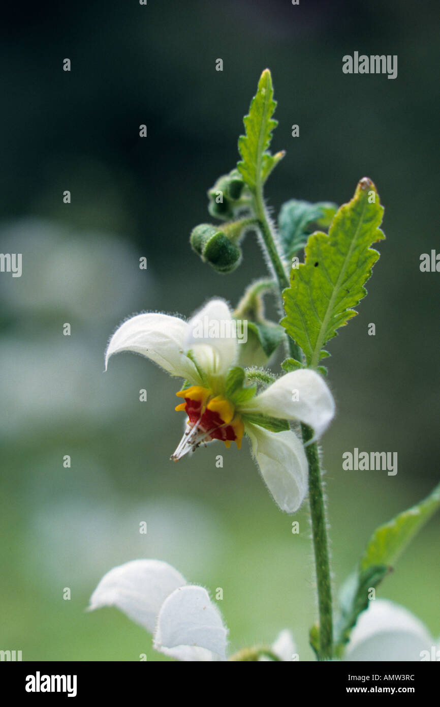 Volcánica hi-res stock photography and images - Alamy