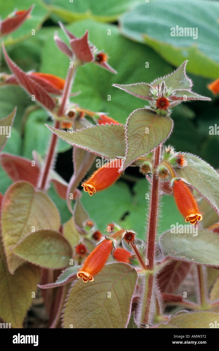 Kohleria hi-res stock photography and images - Alamy