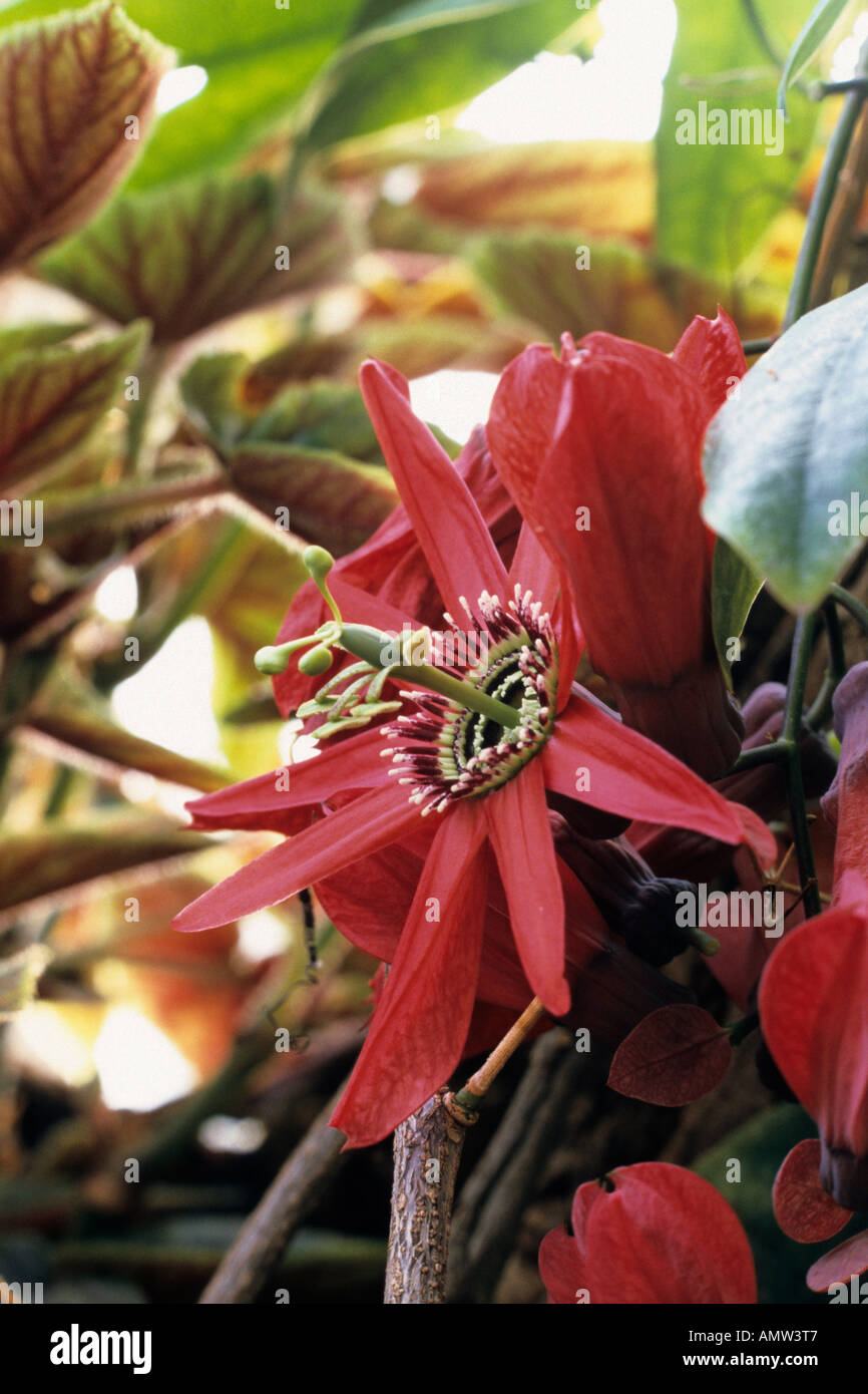Passiflora racemosa hi-res stock photography and images - Alamy