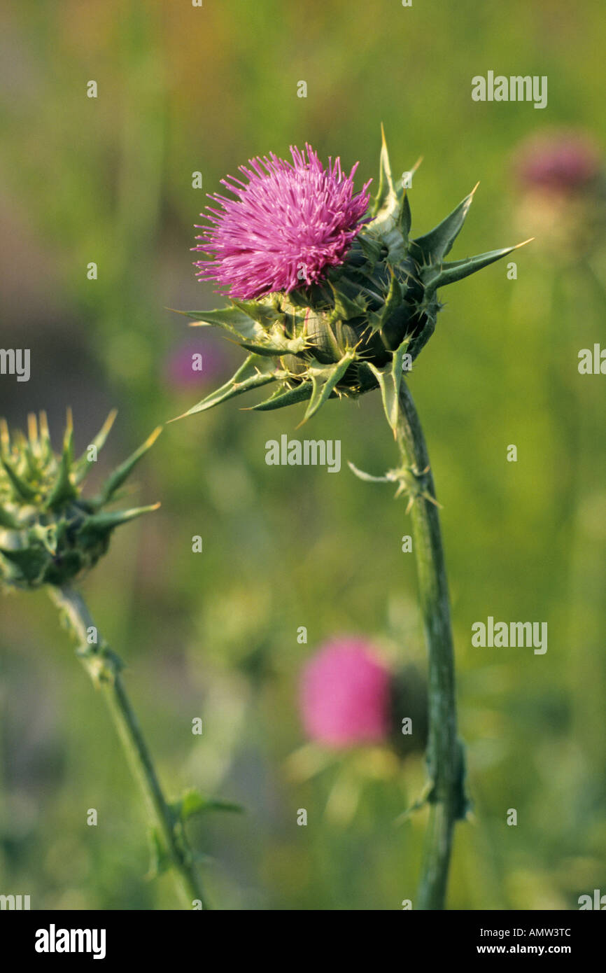 Blessed milk thistle (Silybium marianum Stock Photo - Alamy