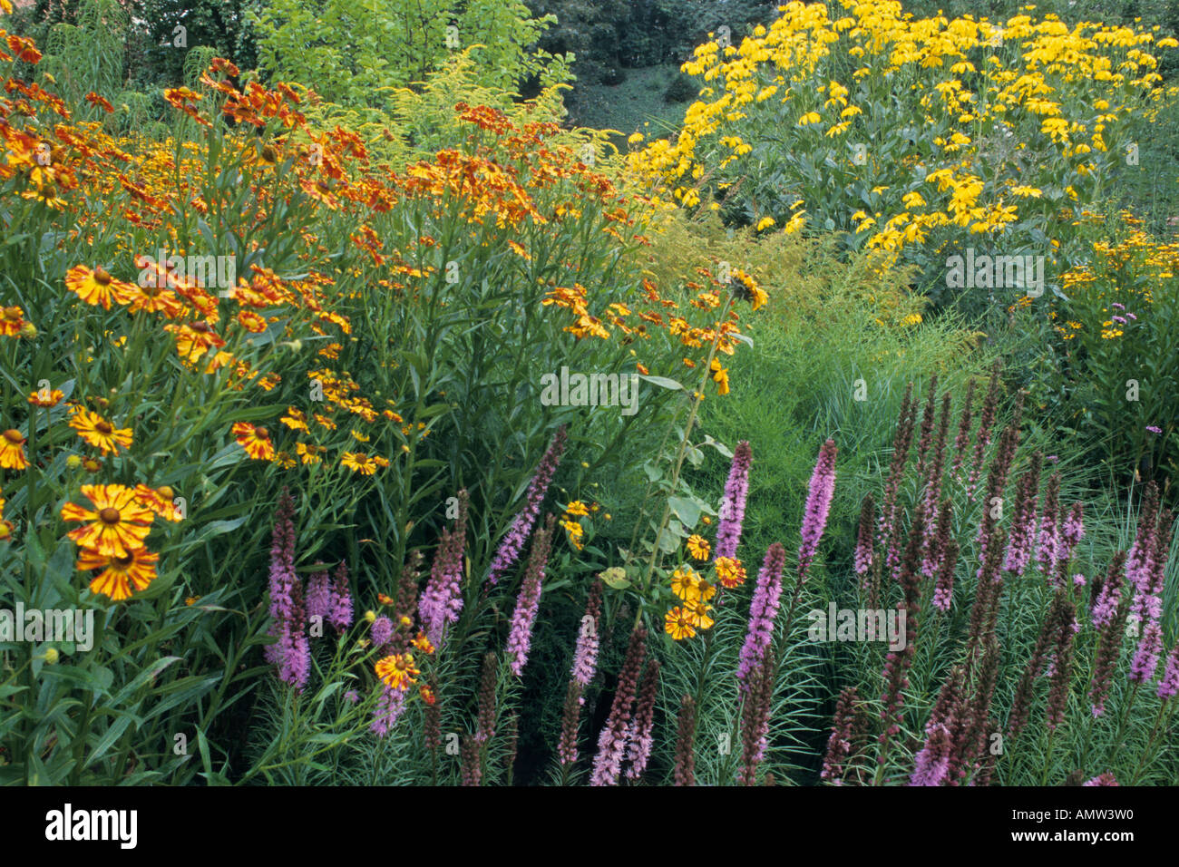 Yellow liatris hi-res stock photography and images - Alamy