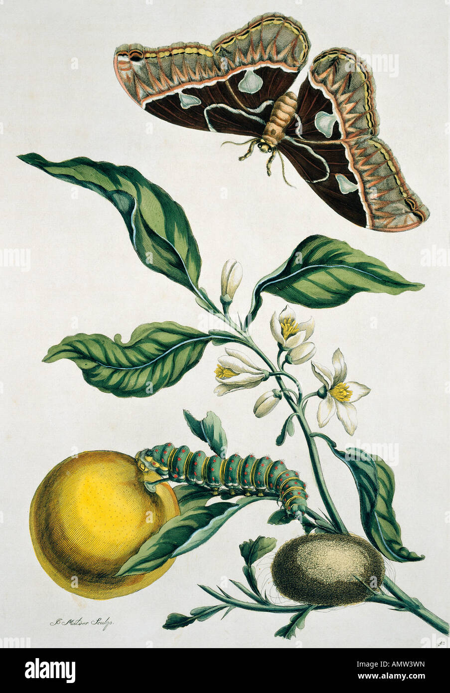 Surinaamsche Insecten, Insects of Surinam Stock Photo - Alamy