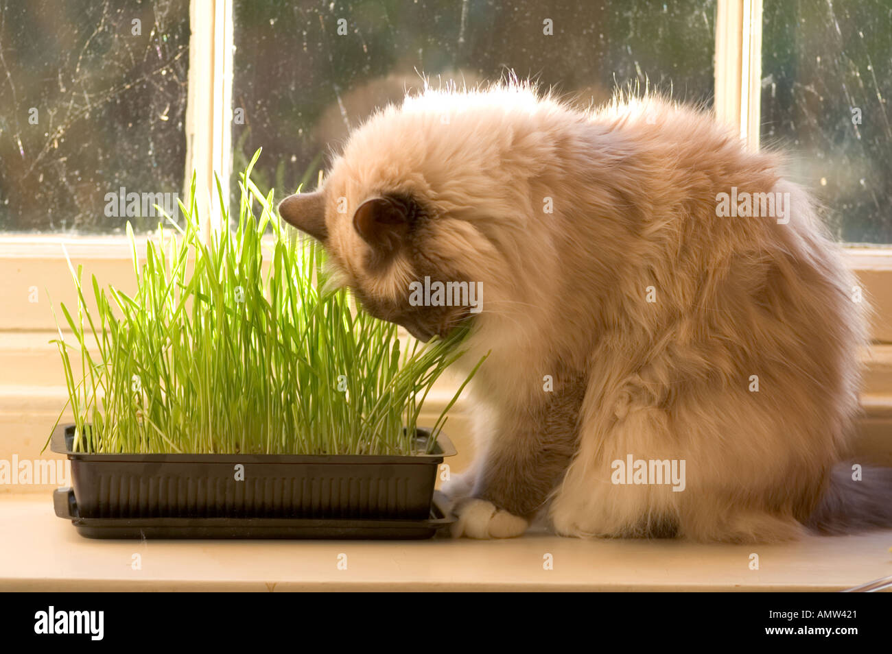 Birman indoor pet cat eating cat grass grown in house to aid digestion ...
