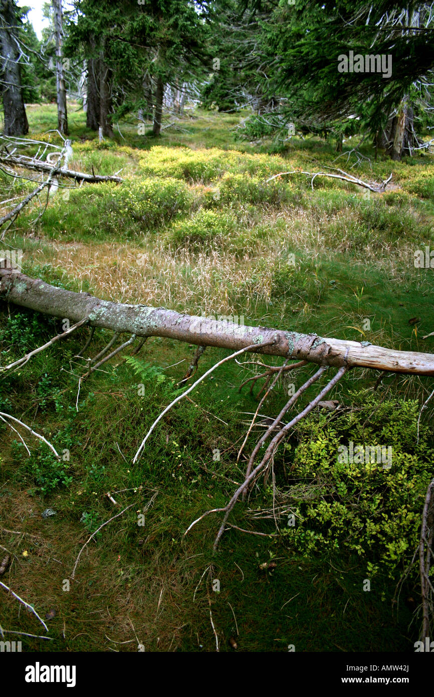 Evergreen forest and fallen tree close-up view Stock Photo - Alamy