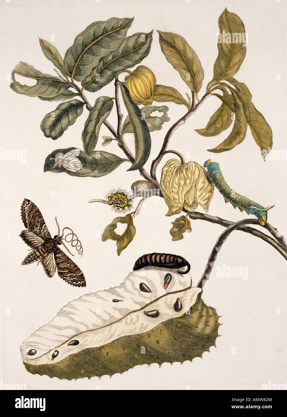 Insects of Surinam Stock Photo - Alamy