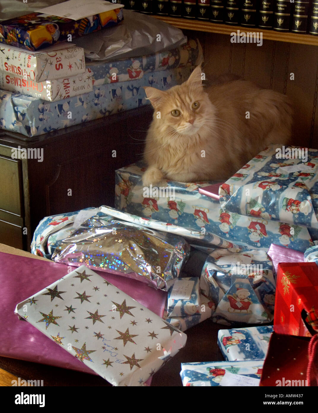 Jasper 17lb Maine Coon cat happy among Christmas presents Stock Photo ...