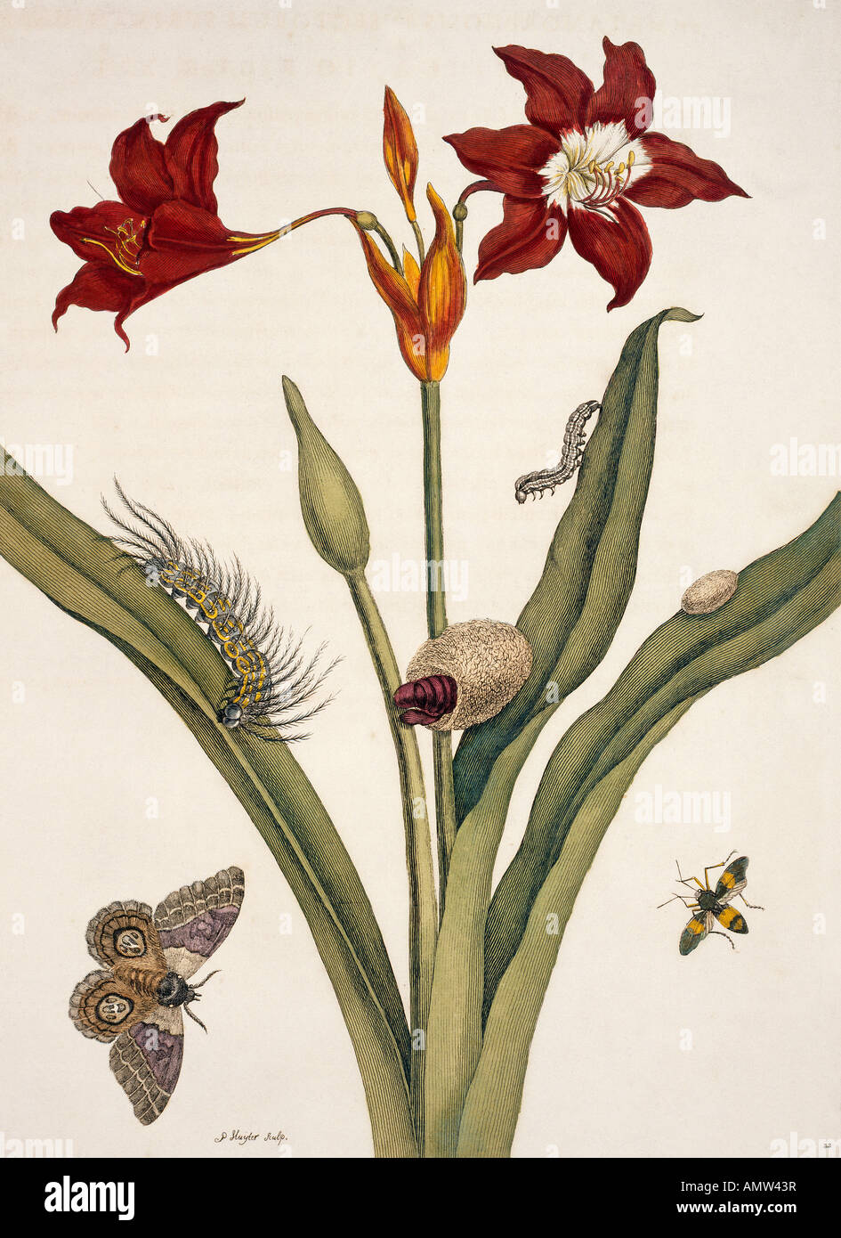 Metamorphosis of the insects of surinam hi-res stock photography and ...