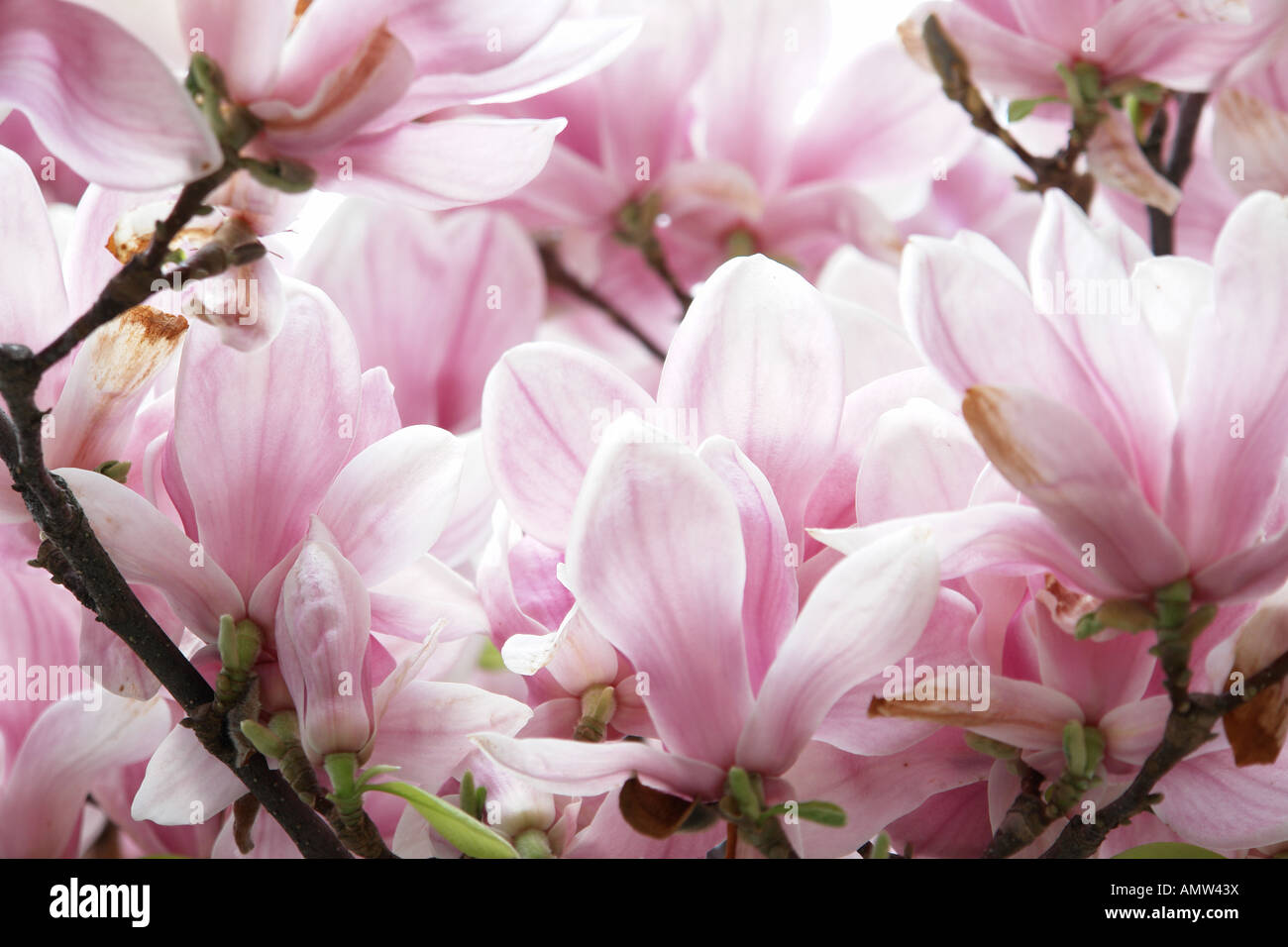 Flow Bud High Resolution Stock Photography and Images - Alamy