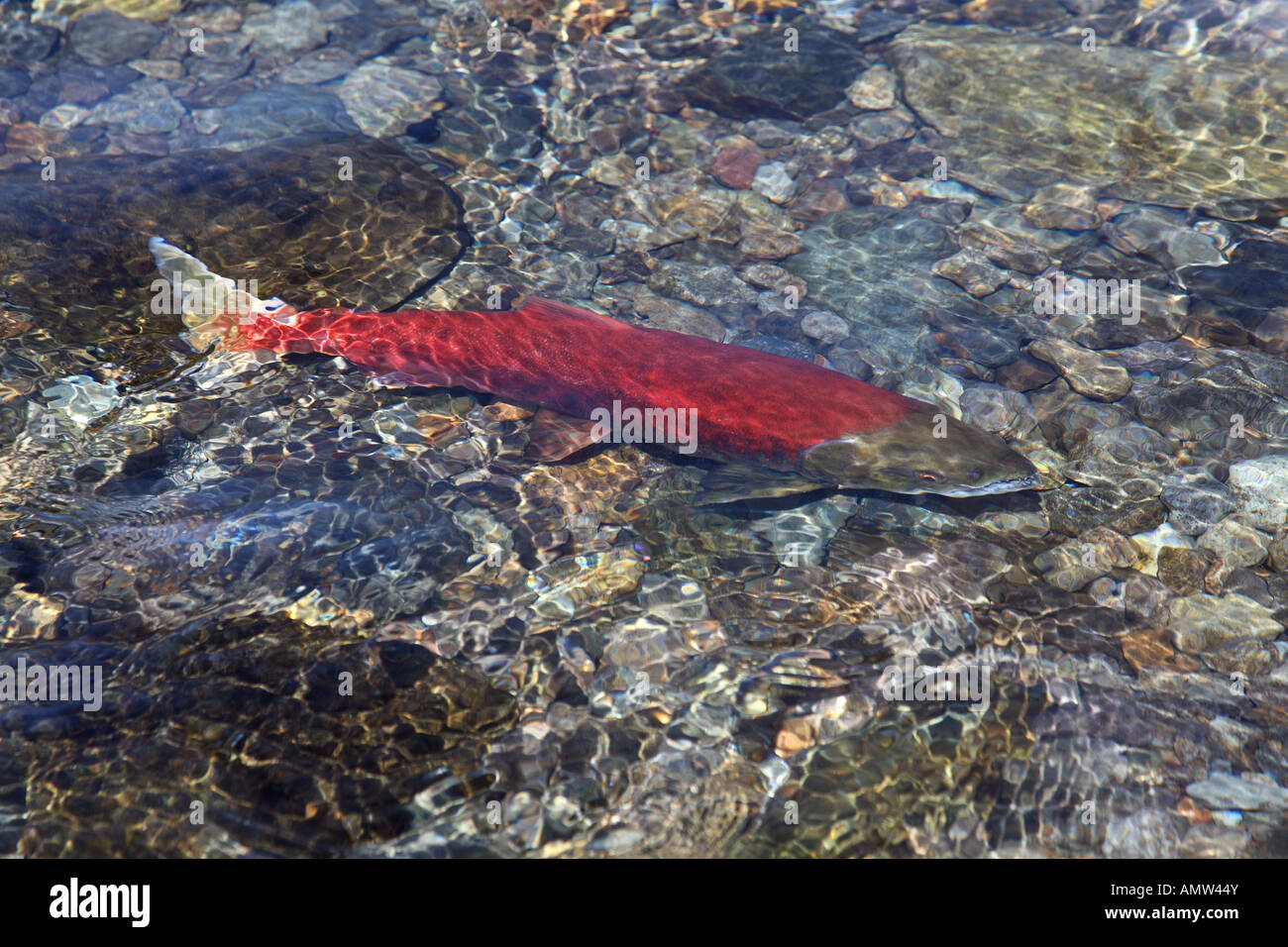 Sockeye salmon / Oncorhynchus nerka Stock Photo - Alamy