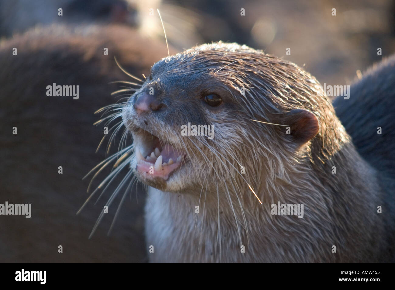 Edinburgh zoo otters hi-res stock photography and images - Alamy