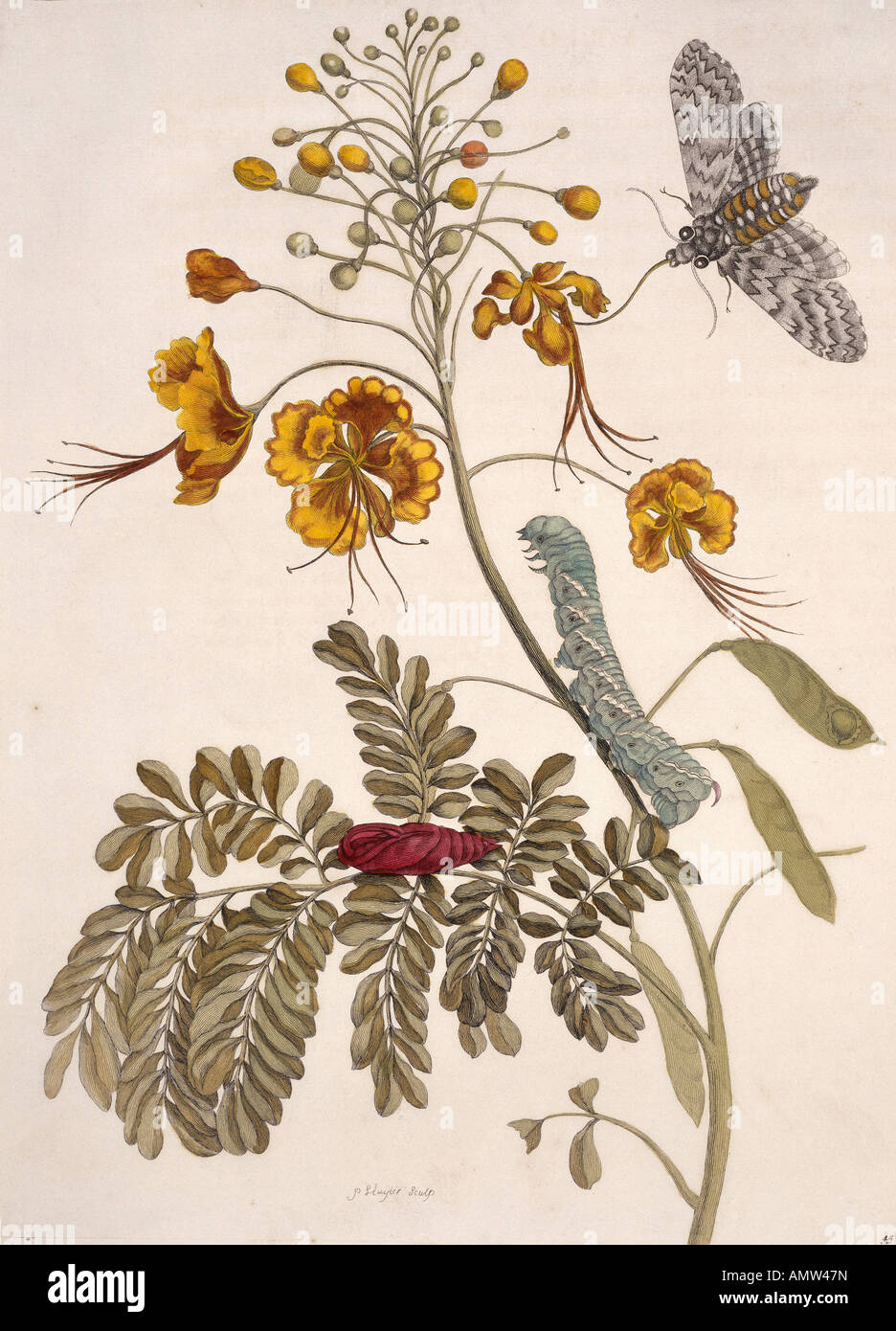Metamorphosis of the insects of surinam hi-res stock photography and ...