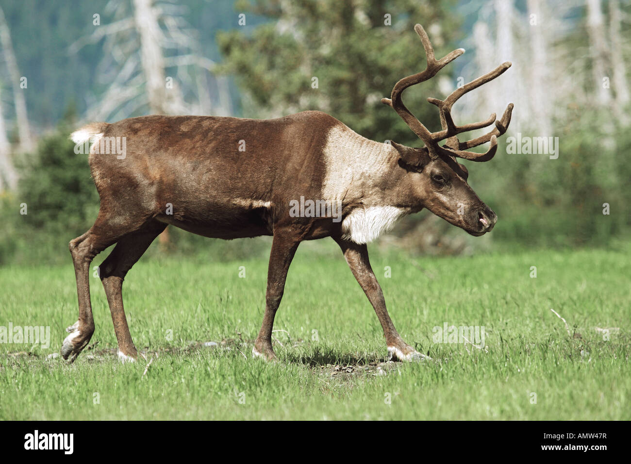 caribou - walking on meadow / Rangifer tarandus Stock Photo - Alamy