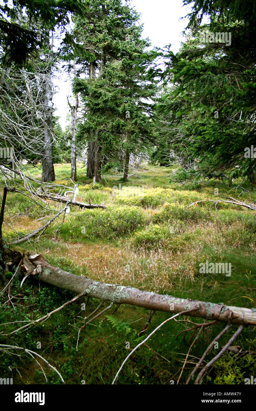 A forest floor covered with dense green vegetation, fallen branches ...