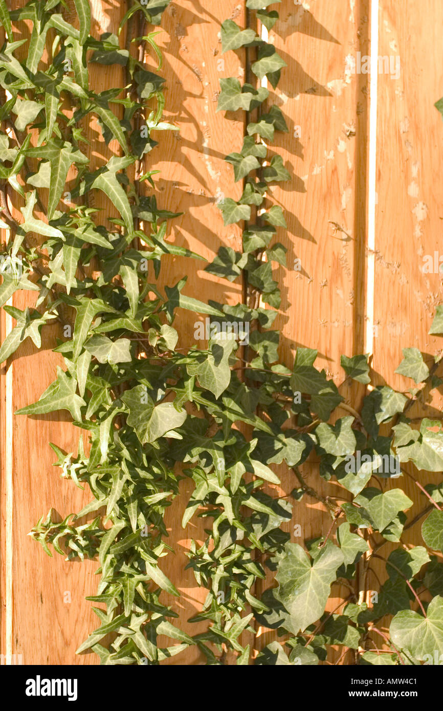 Wall overgrown with ivy Stock Photo - Alamy